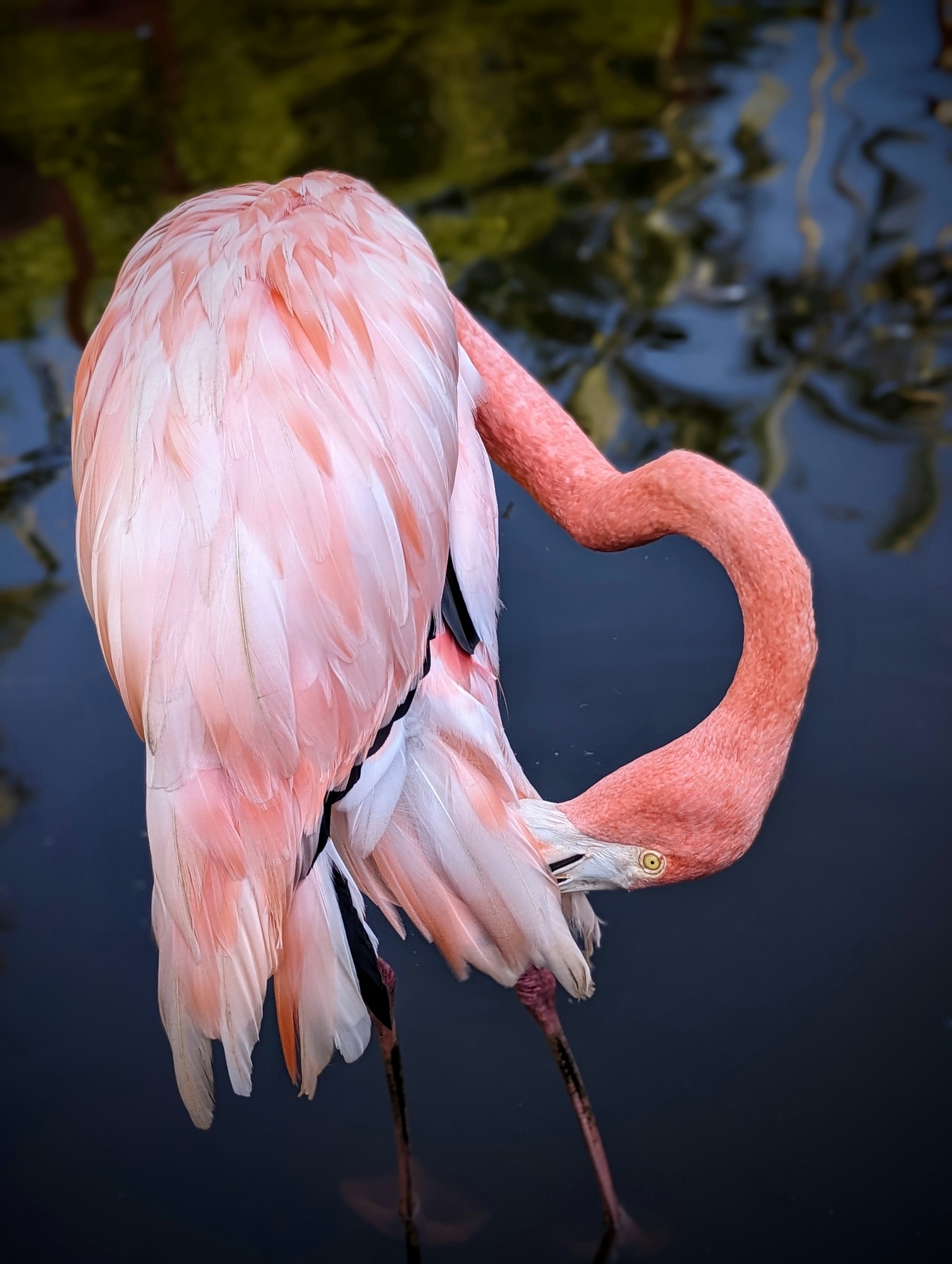 Flamingo Preening | Shutterbug